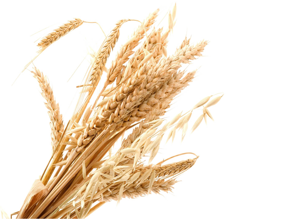Fertilizer for Wheat – Wheat OEMFF by Kynoch Fertilizer | Kynoch Fertilizer