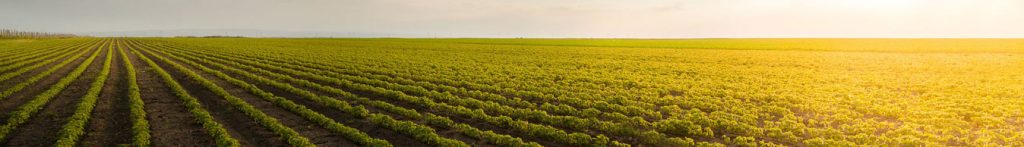 Fertilizer Manufacturer & Wholesale Supplier | Kynoch Fertilizer