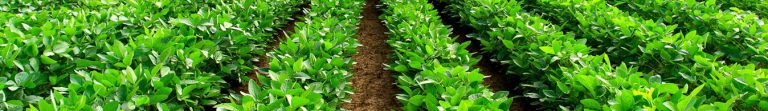 Fertilizer Manufacturer & Wholesale Supplier | Kynoch Fertilizer