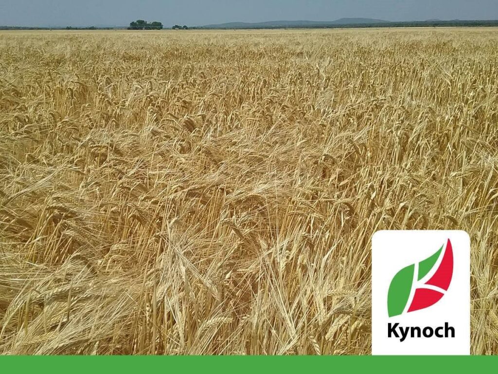 Fertilizer for Sunflower - Sunflower Oemff | Kynoch Fertilizer