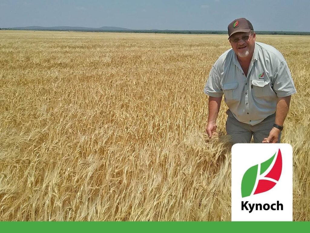 Fertilizer for Sunflower - Sunflower Oemff | Kynoch Fertilizer