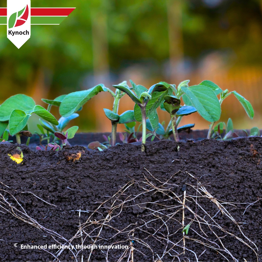 Die effek van swak gronddeurlugting en –verdigting op plant- en ...