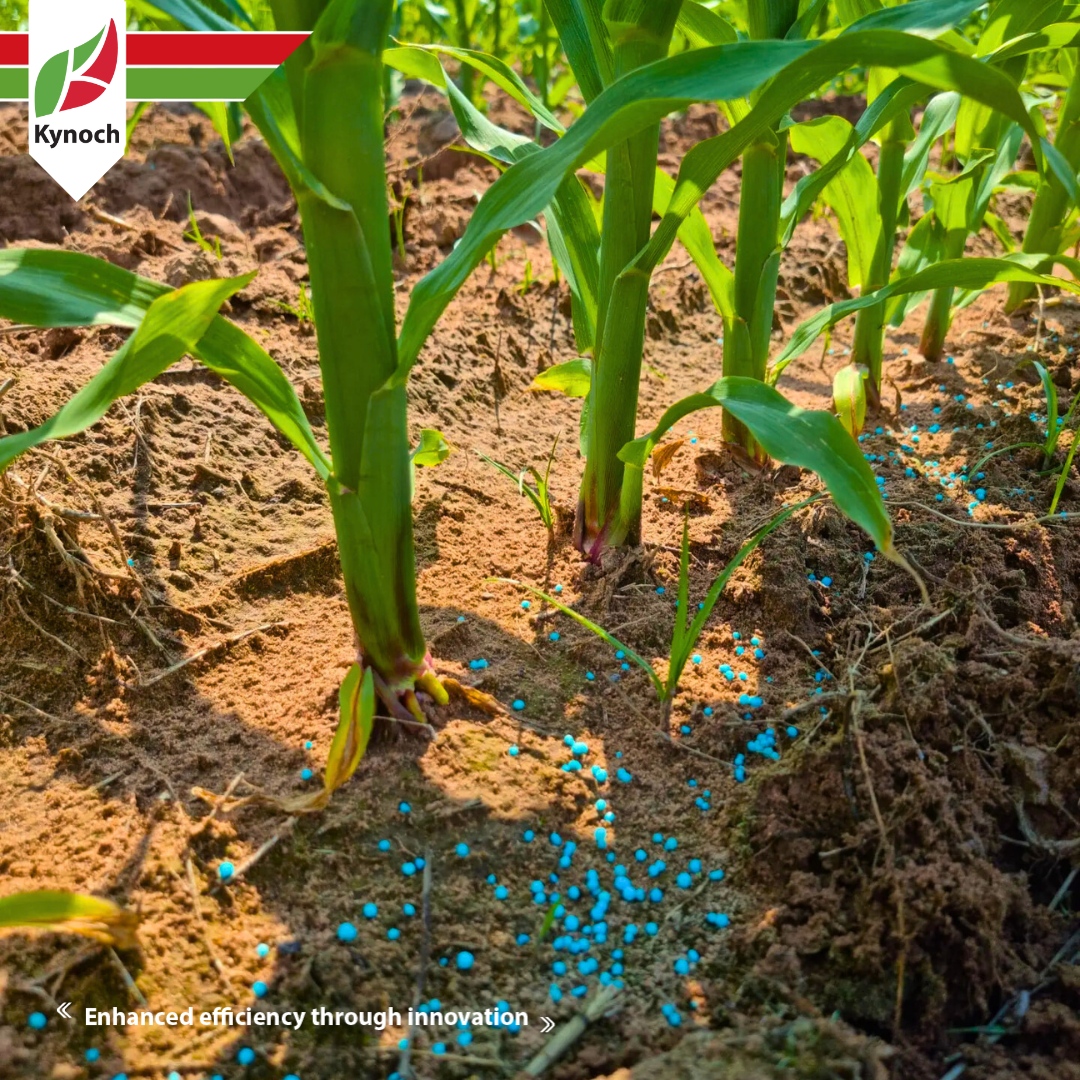 Kynoch Fertilizer’s Impact: Supporting Emerging Farmers Through ...