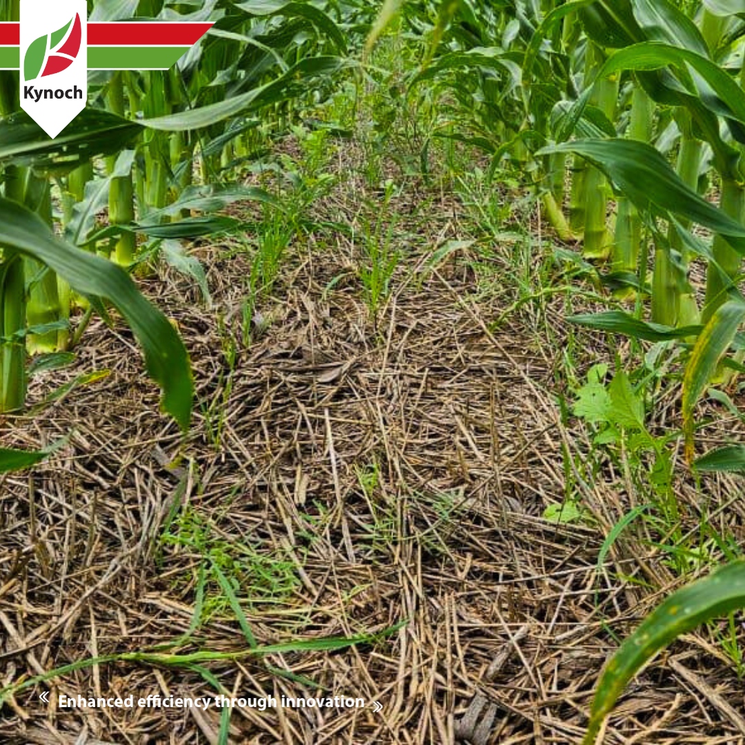 Kynoch Fertilizer: Partnering with Farmers for a More Sustainable ...