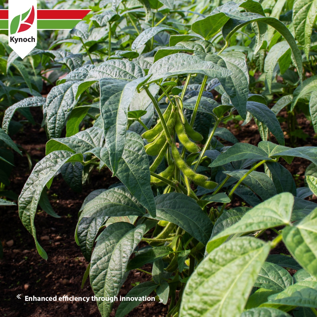 Optimise Dryland Maize and Soybean Production with Kynoch Fertilizer ...