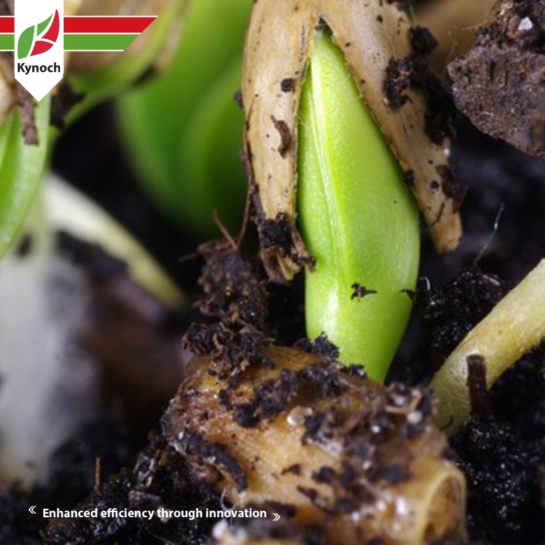 Soil health: a multi-perspective conundrum | Kynoch Fertilizer