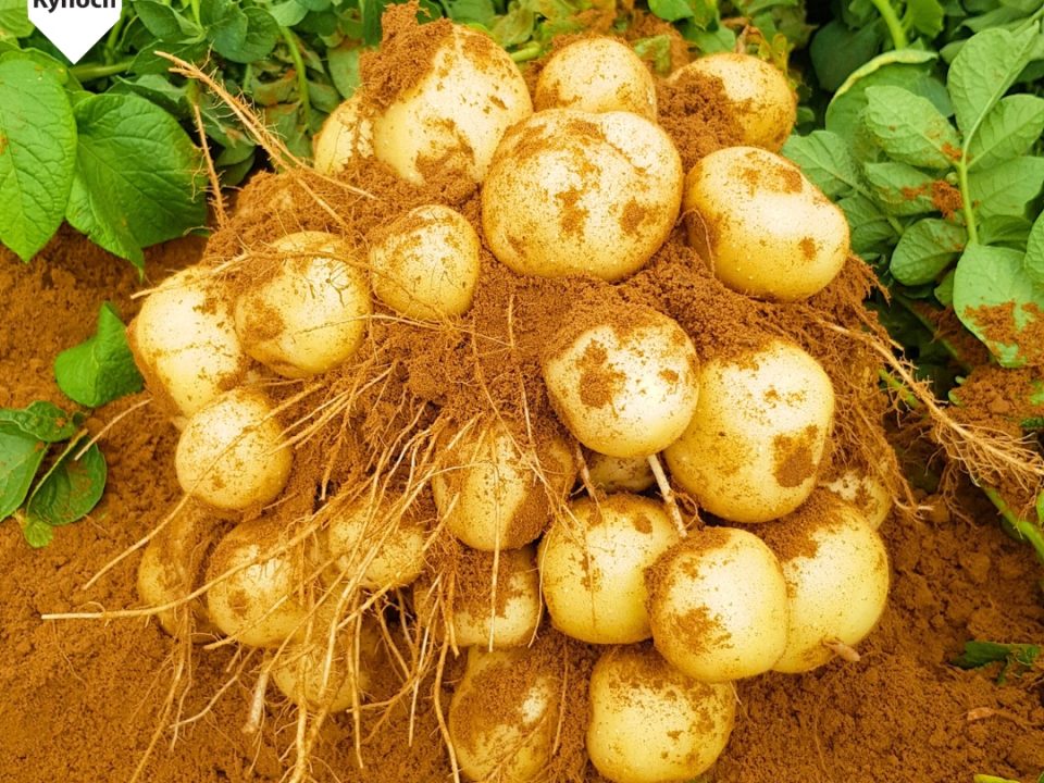 Root Growth: What Can You Use to Promote Root Growth? | Kynoch Fertilizer