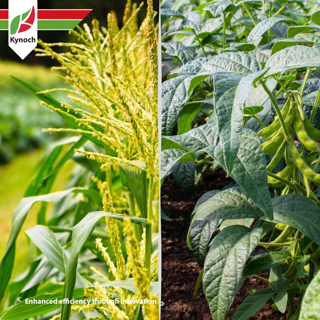 Best Practices for Dryland Maize and Soybean Cultivation | Kynoch ...